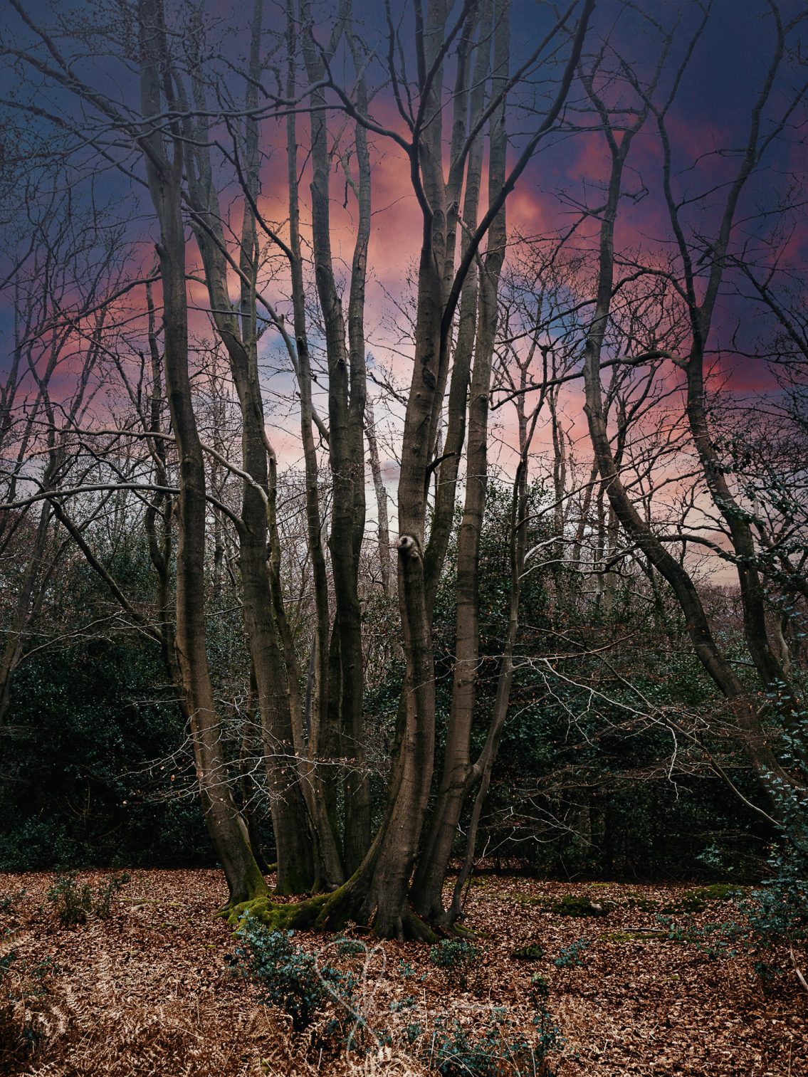 Winter forest walk – Ghene Snowdon