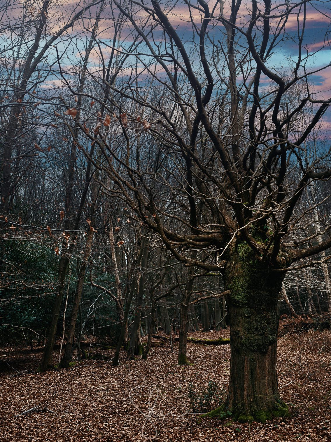 Winter forest walk – Ghene Snowdon