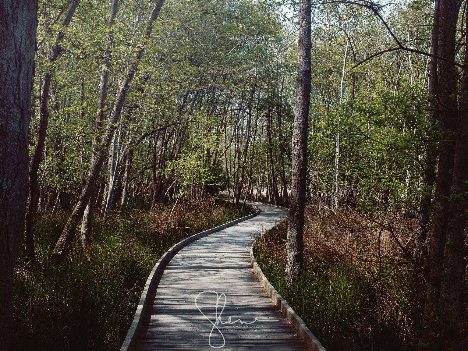 Ghene Snowdon – Visual Arts by